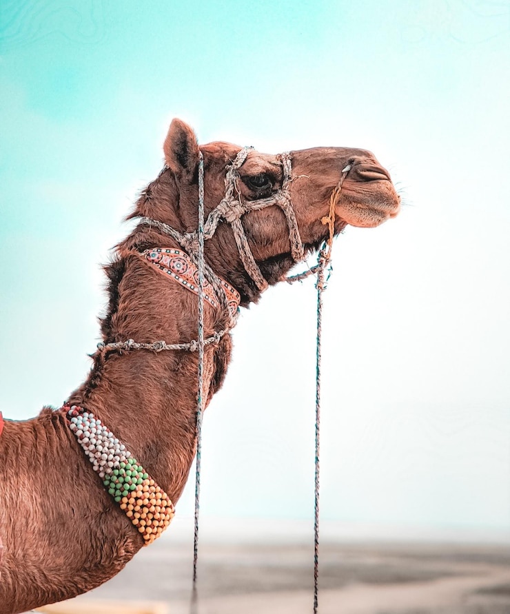 ما هي أمراض الإبل الأكثر شيوعاً وما هو علاجها؟ - مجلة الفروسية